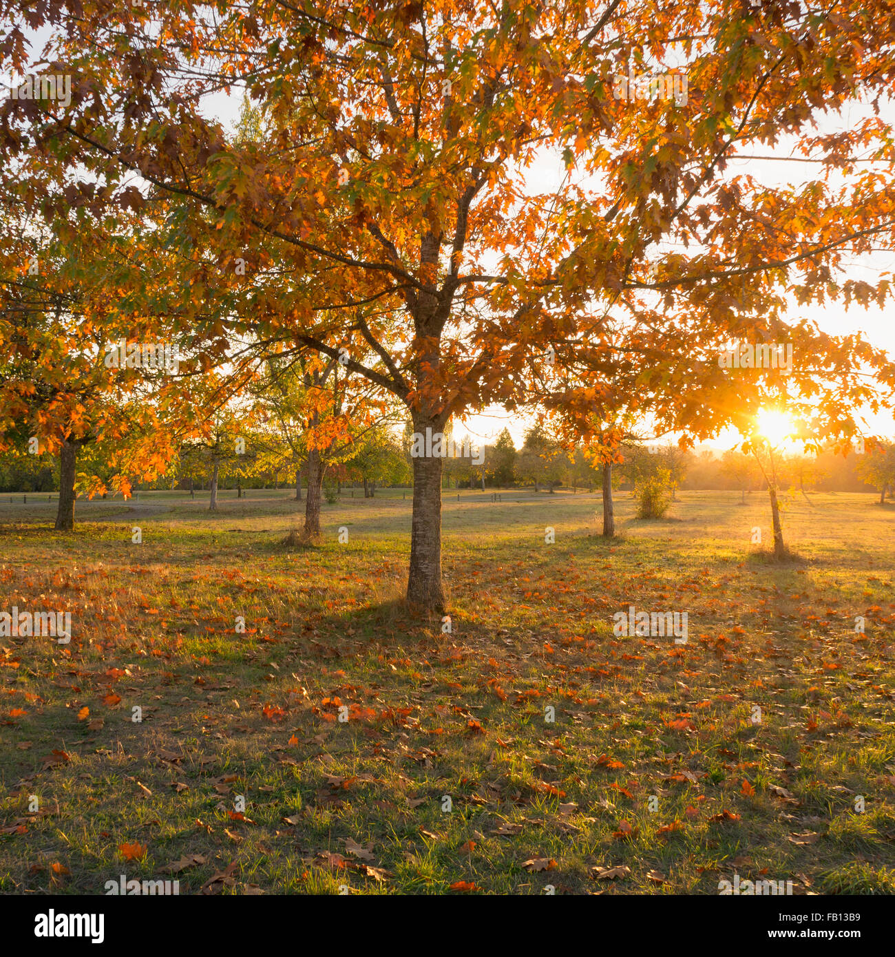Trees with sunset hi-res stock photography and images - Alamy