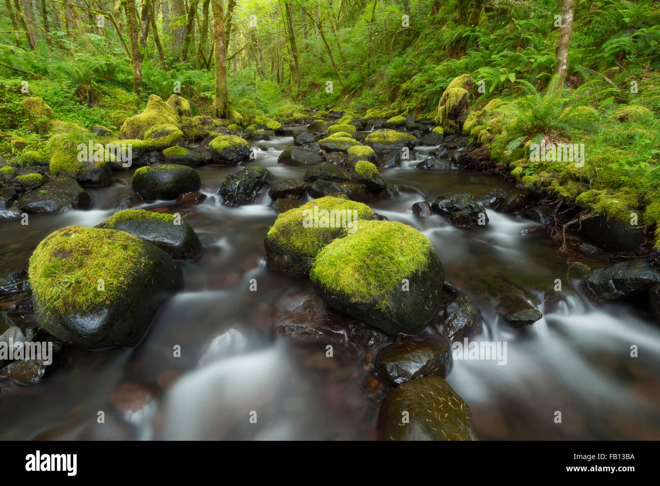 River flowing through green forest Stock Photo - Alamy