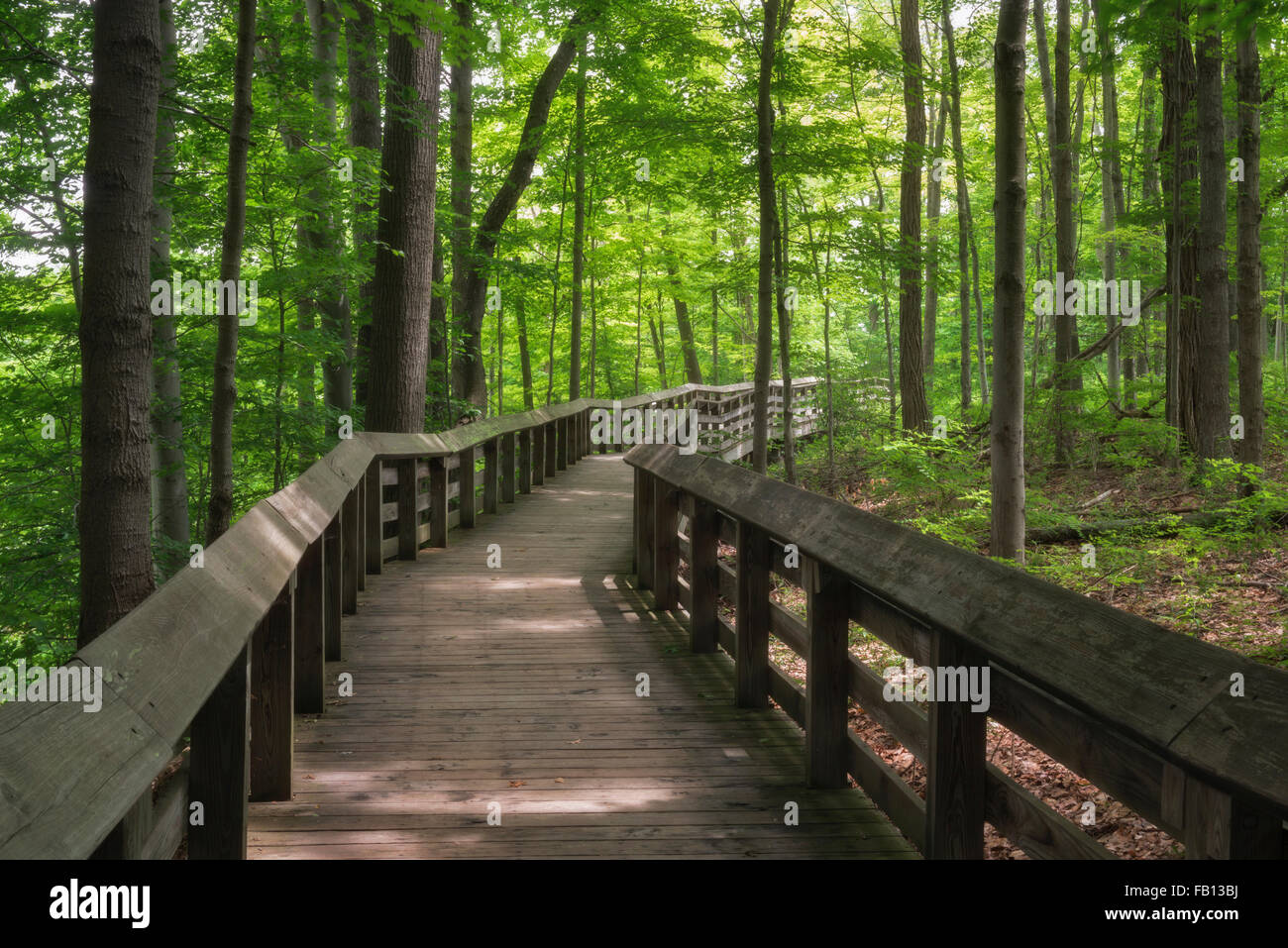 Wooden footbridge in forest Stock Photo - Alamy
