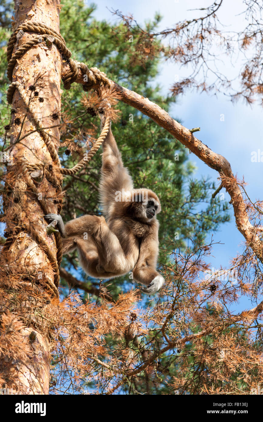 Gibbon laos hi-res stock photography and images - Alamy