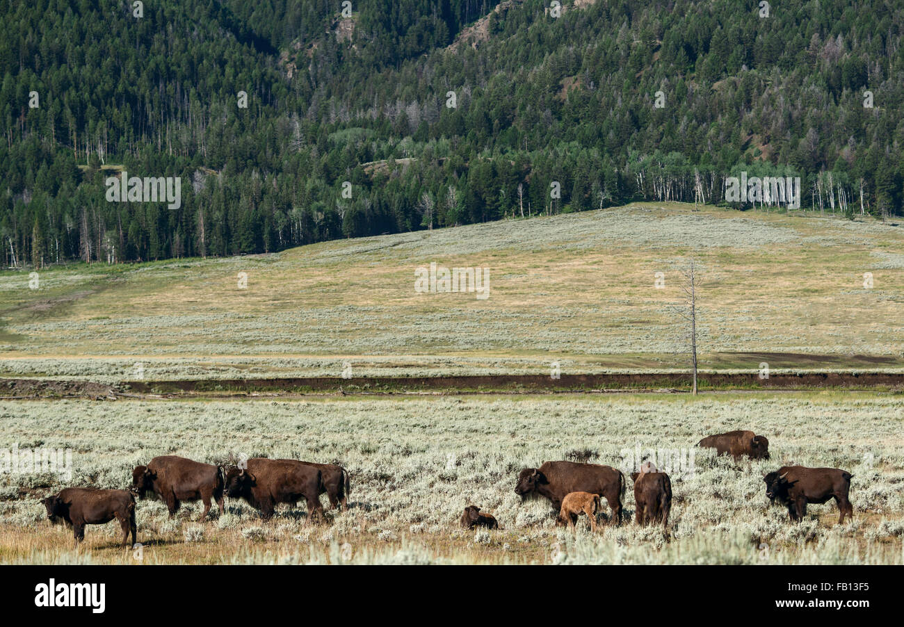Bison graze on the plains of Yellowstone National Park on a bright ...
