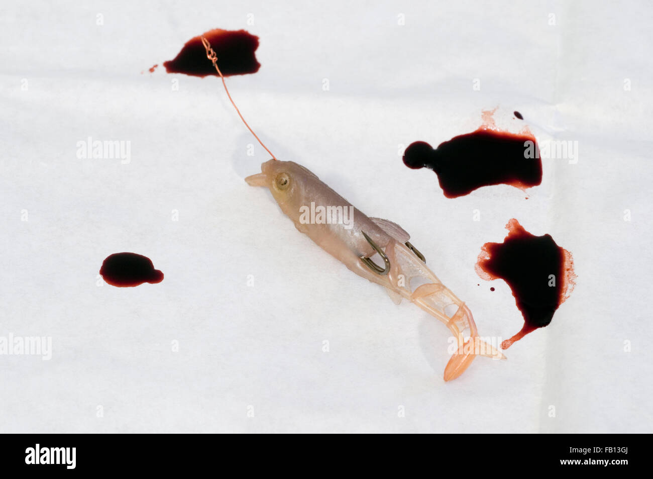 Bloody fish hi-res stock photography and images - Alamy