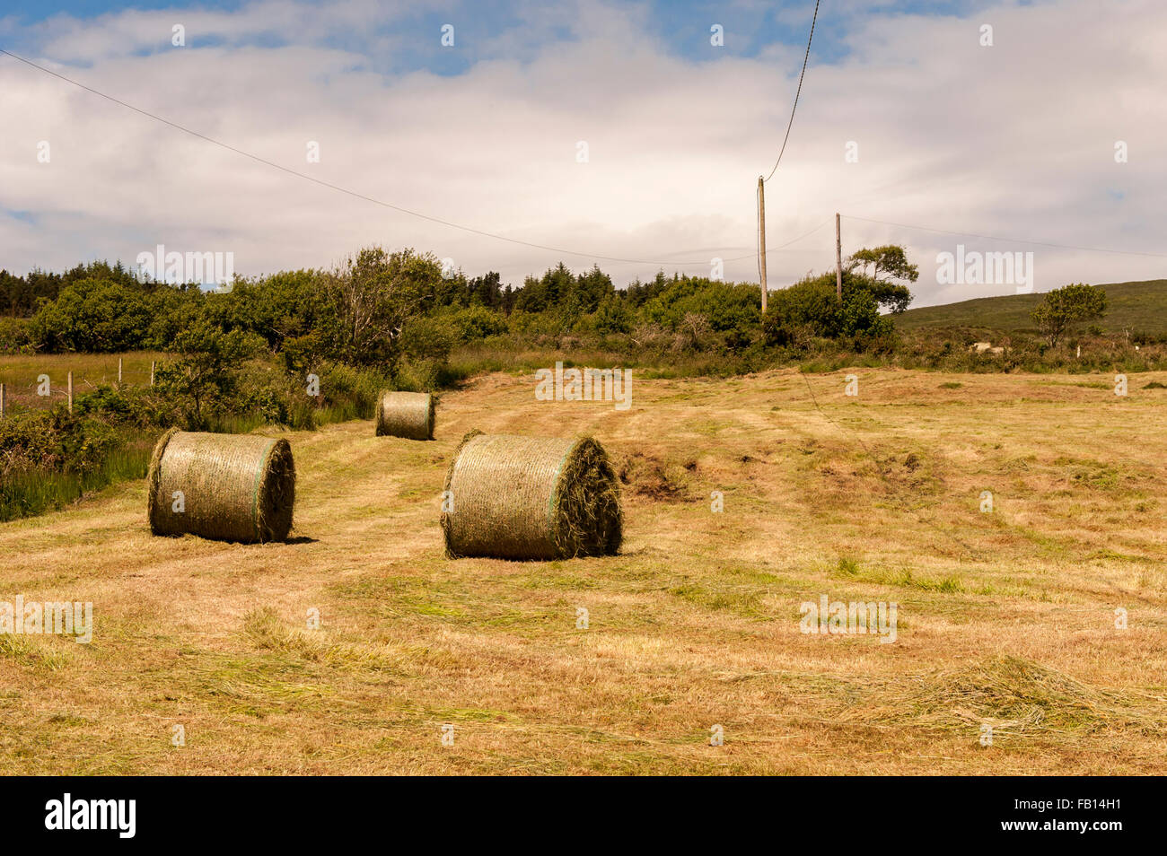 Bales of silage waiting to be wrapped in Ballydehob, West Cork, Ireland ...