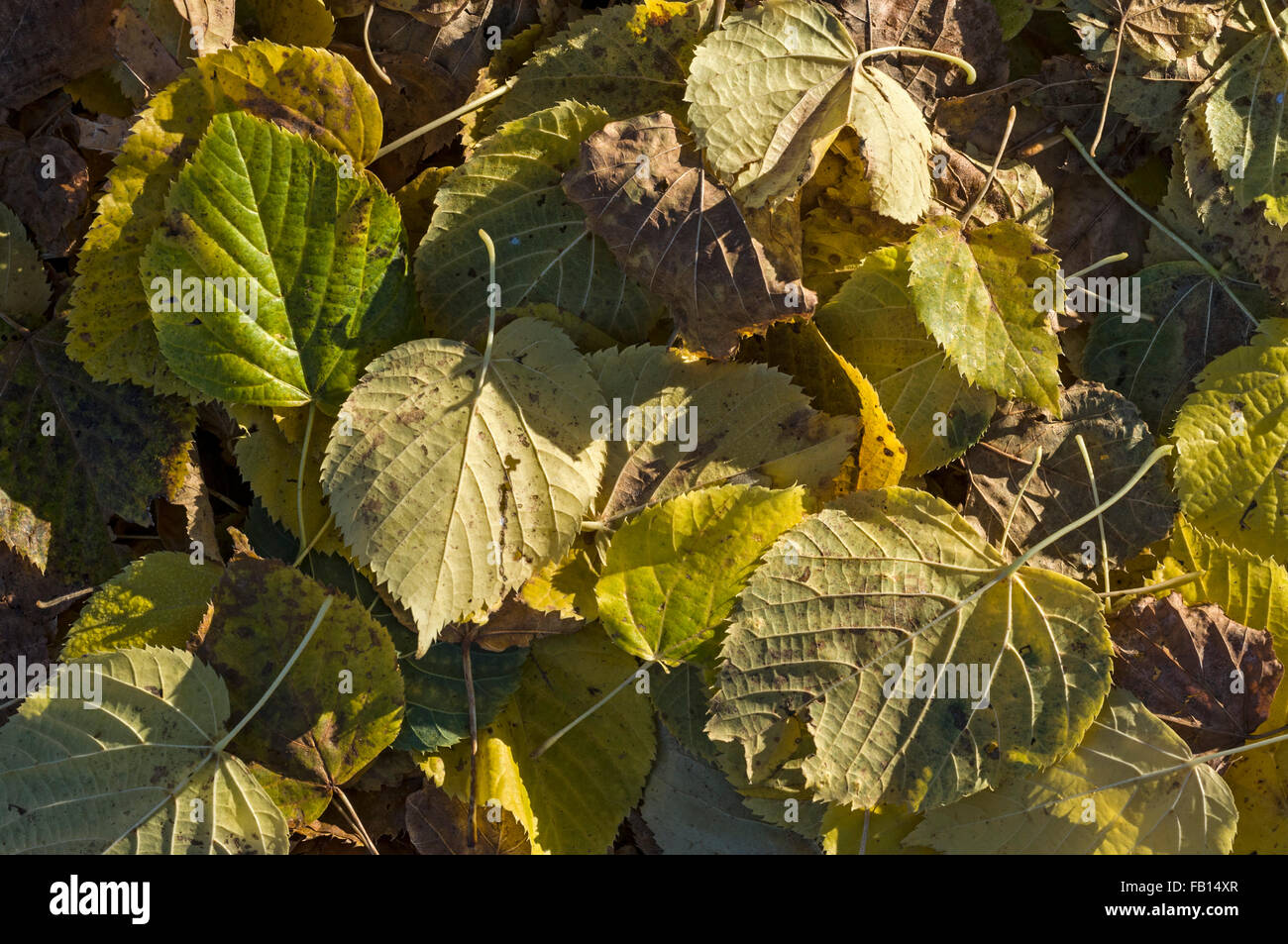 Fallen leaves autumnal colours Stock Photo - Alamy