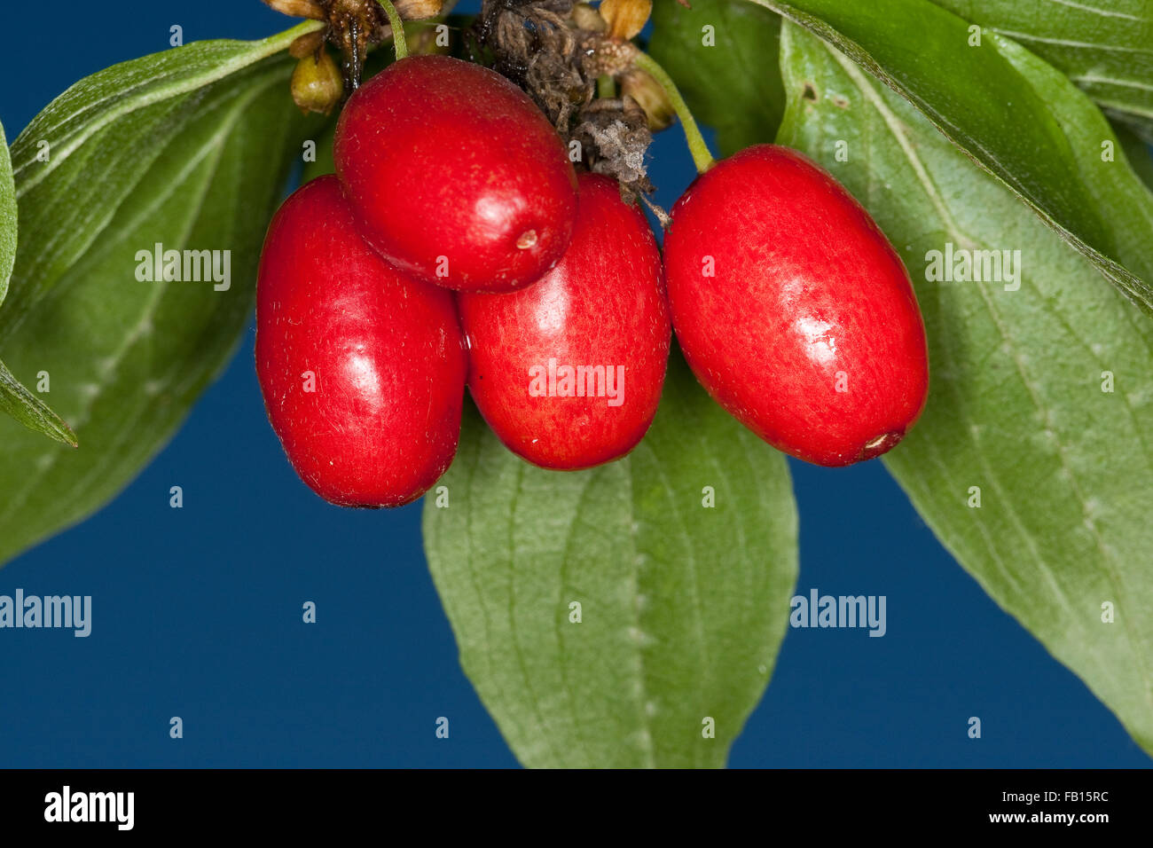 Cornus fruit hi-res stock photography and images - Alamy