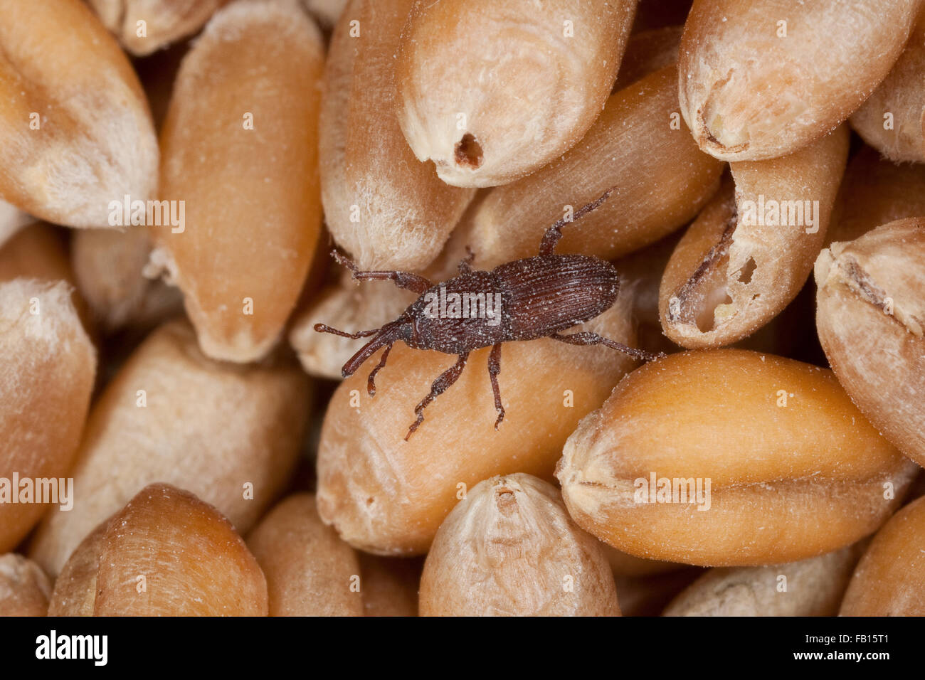 Wheat weevil, granary weevil, grain weevil, Schwarzer Kornkäfer ...