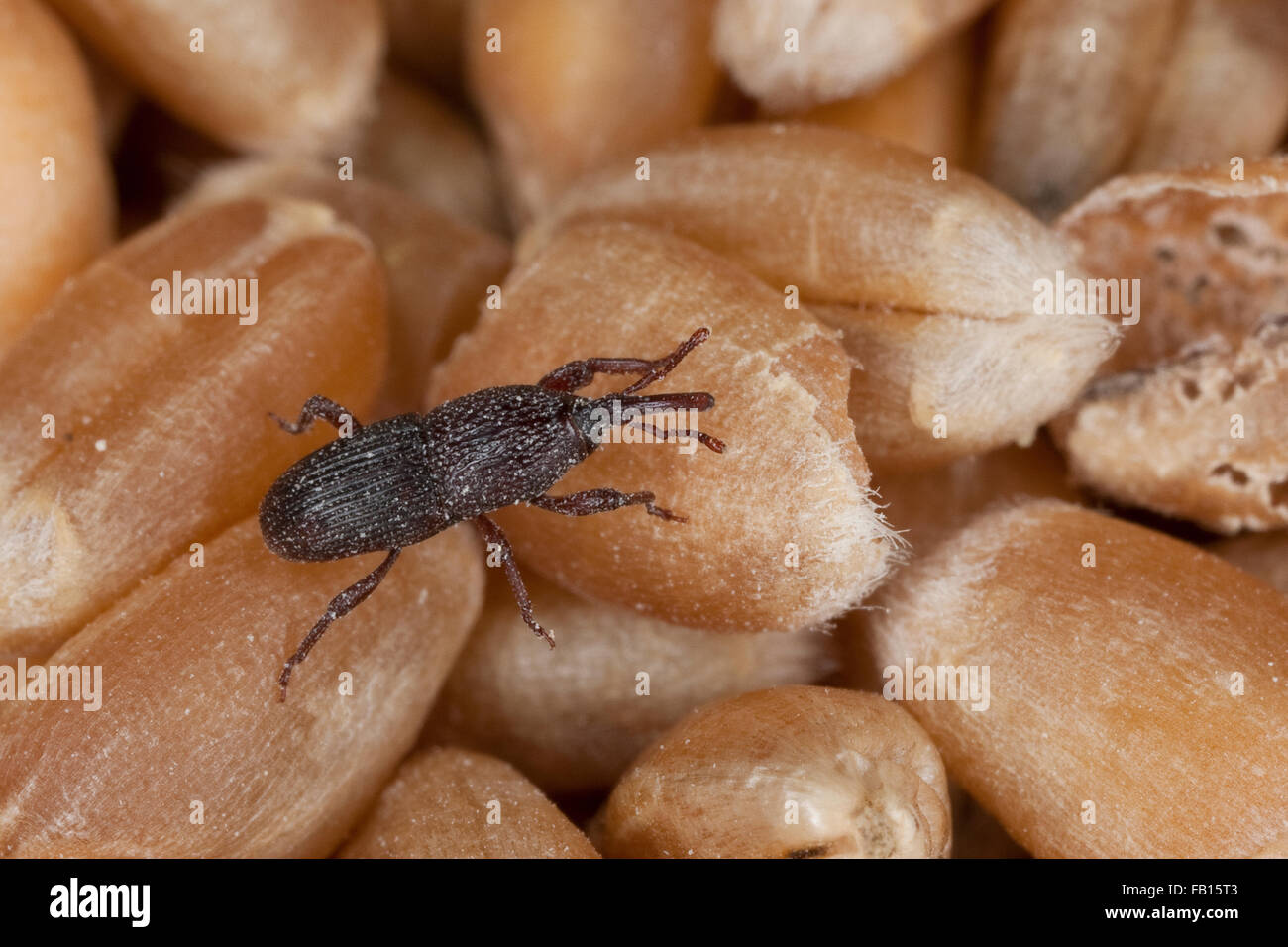 Granary Weevil Stock Foto „Beetles Of A Wheat Weevil, Grain Weevil