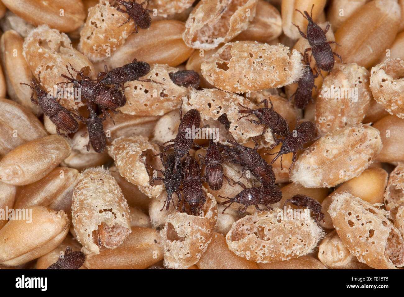 Wheat weevil, granary weevil, grain weevil, Schwarzer Kornkäfer ...