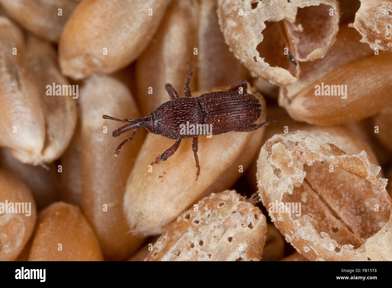 Sitophilus granarius hi-res stock photography and images - Alamy