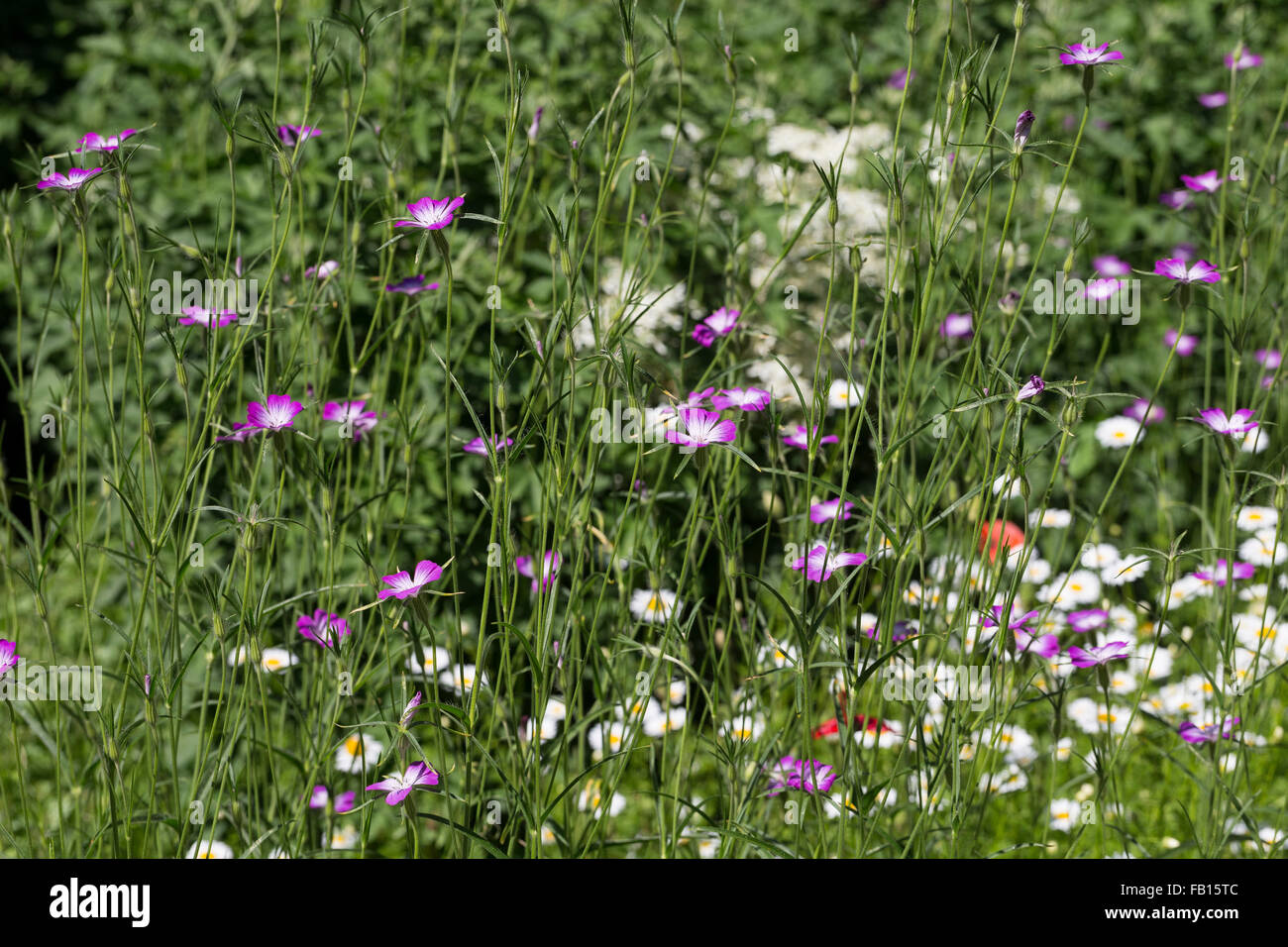 Common corncockle hi-res stock photography and images - Alamy