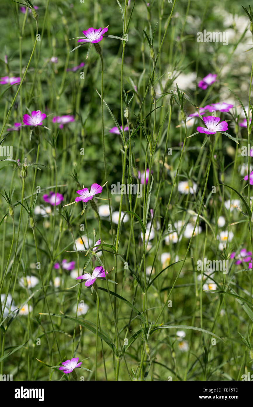 Common corncockle hi-res stock photography and images - Alamy