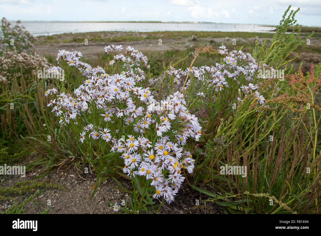 Sea Aster, Sea-Aster, Strand-Aster, Strandaster, Salz-Aster, Salzaster ...