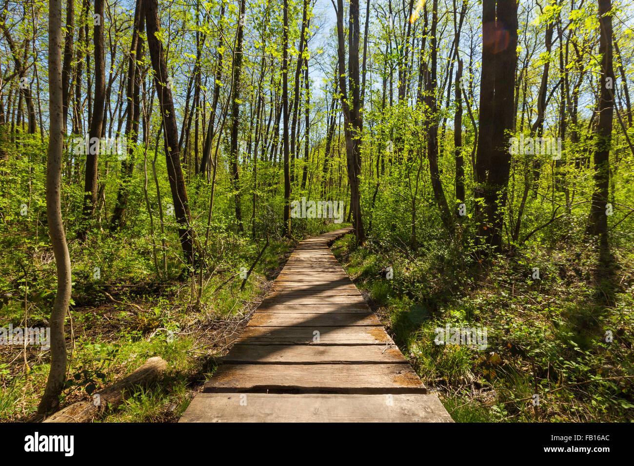 Forest in spring, details of European landscape Stock Photo - Alamy