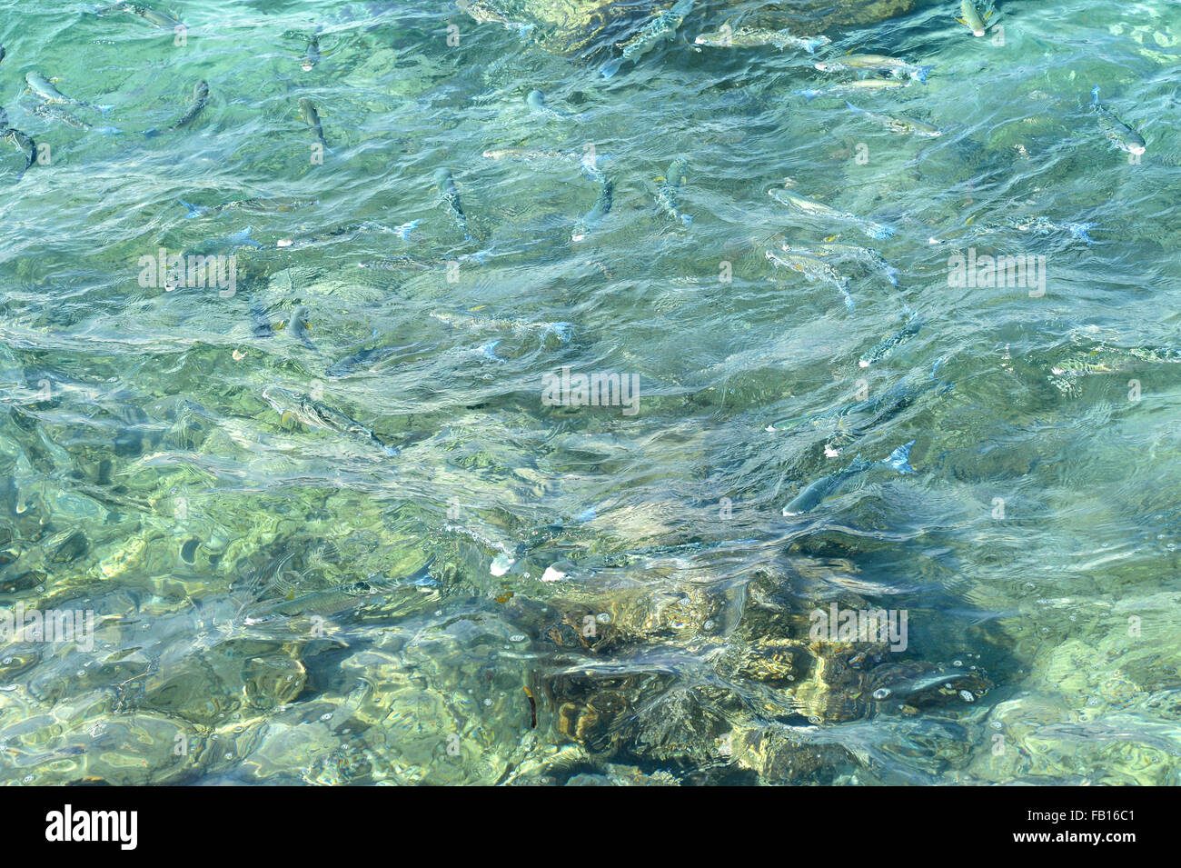 Tropical cold water fish hi-res stock photography and images - Alamy