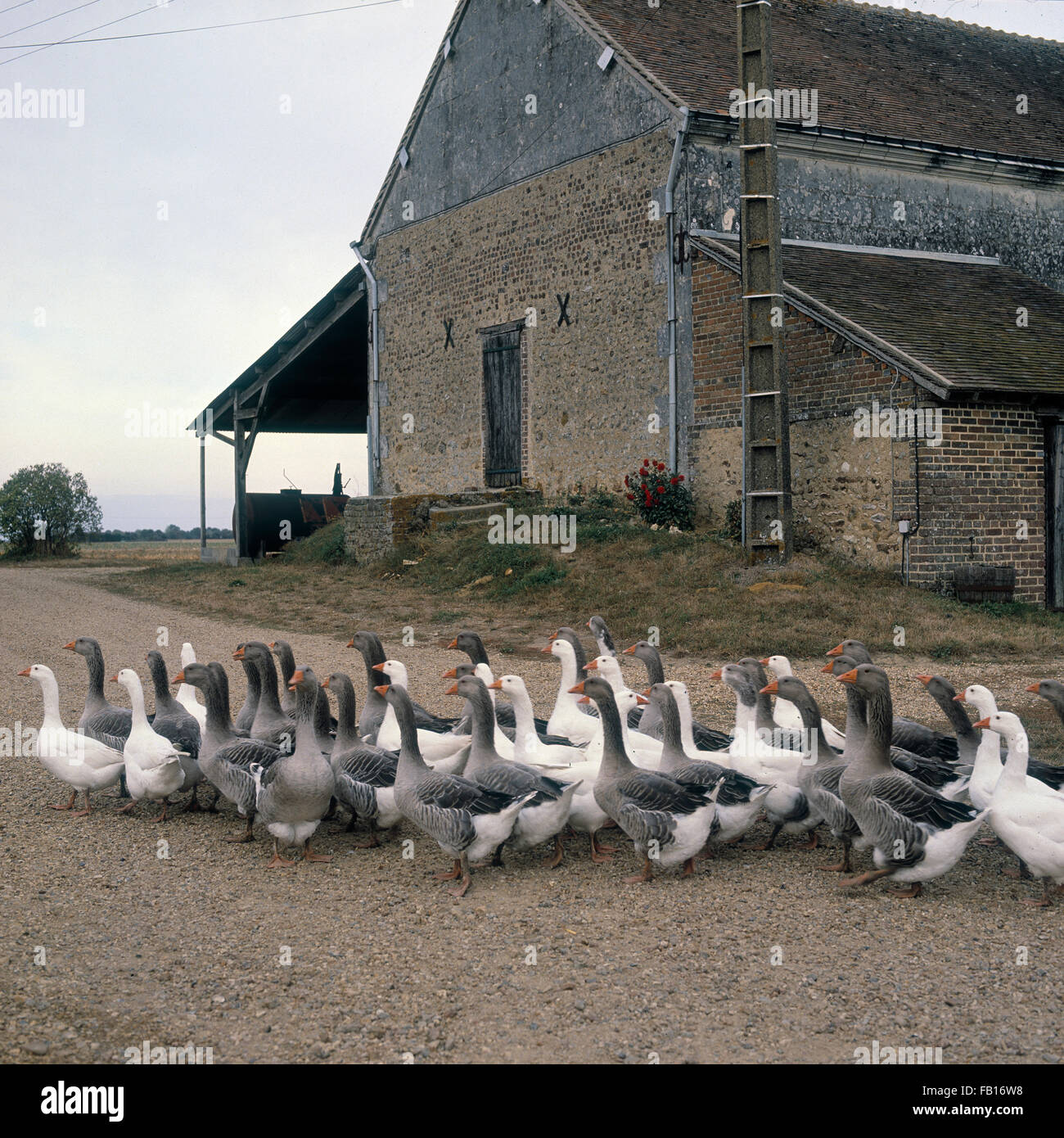 French geese hi-res stock photography and images - Alamy