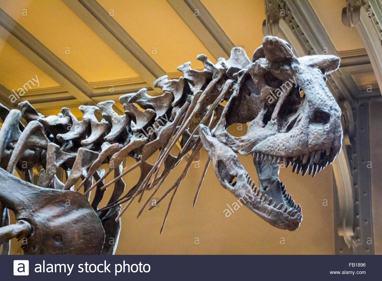 Fossilized Bones Stock Photos & Fossilized Bones Stock Images - Alamy