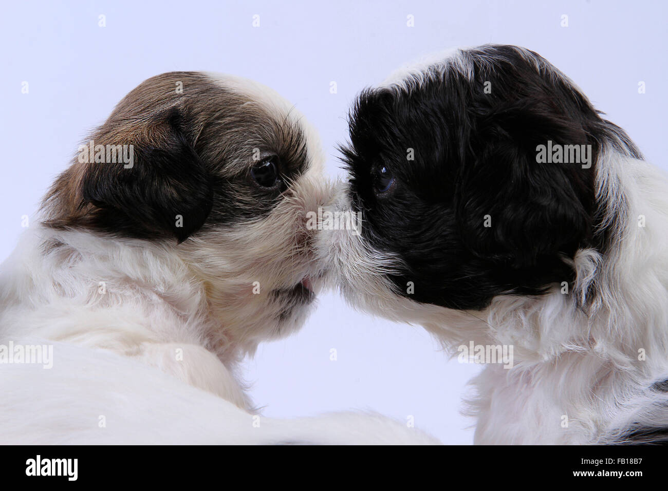 close-up, cute, cuteness, dog, dogs, face, headshot, pet, pets, puppies ...