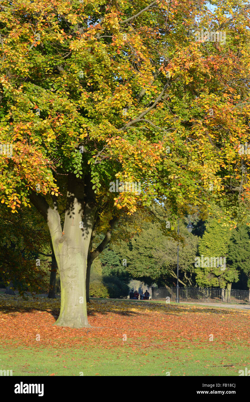 Autumn leaves around a tree. England Stock Photo - Alamy