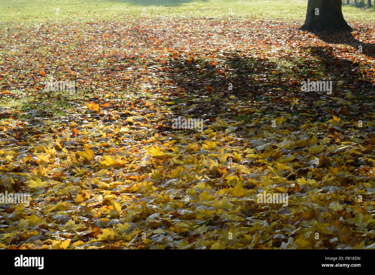 Autumn leaves around a tree Stock Photo - Alamy