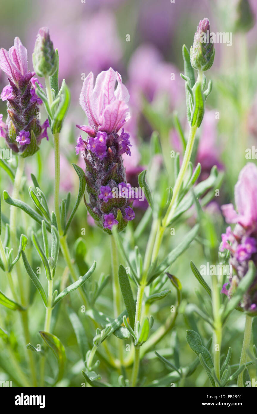 LAVANDULA STOECHAS STRAWBERRY RUFFLES Stock Photo - Alamy