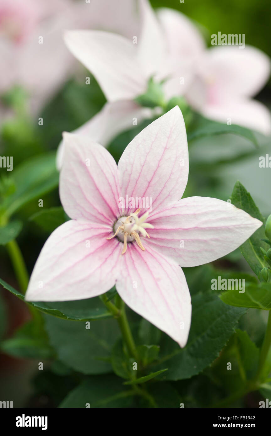 PLATYCODON GRANDIFLORUS FUJI PINK Stock Photo - Alamy