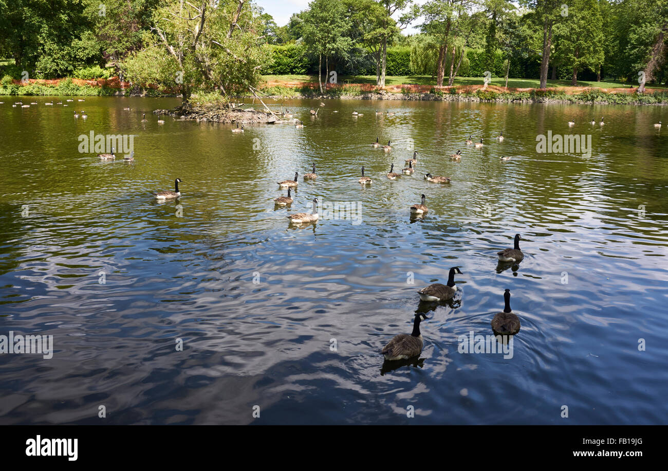 Daylight trees and ponds hi-res stock photography and images - Alamy