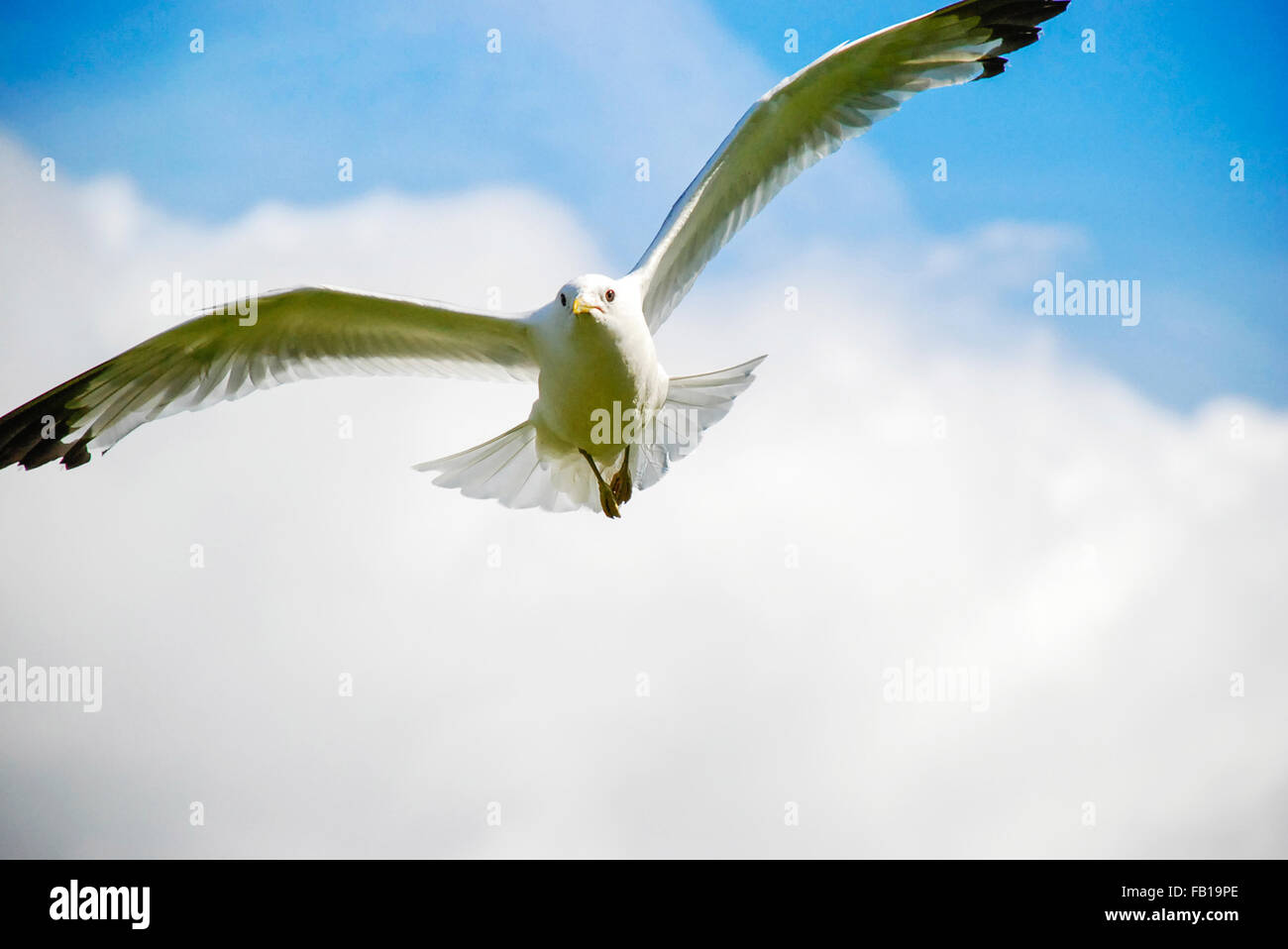 flying seagull front view with sky on background Stock Photo - Alamy