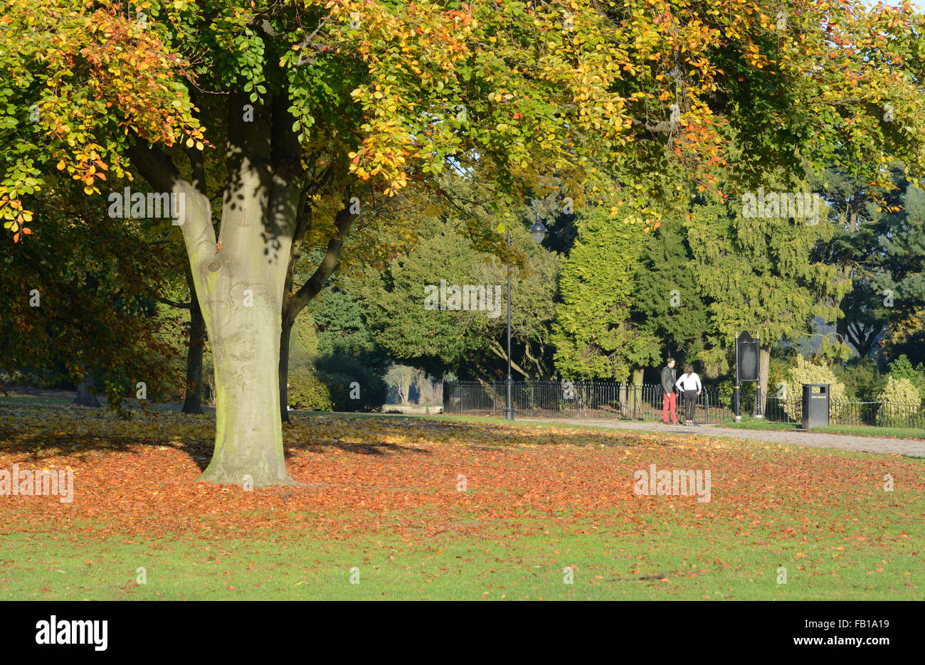 Autumn leaves around a tree Stock Photo - Alamy