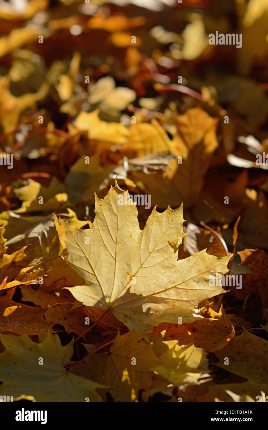 Autumn leaves close up Stock Photo - Alamy
