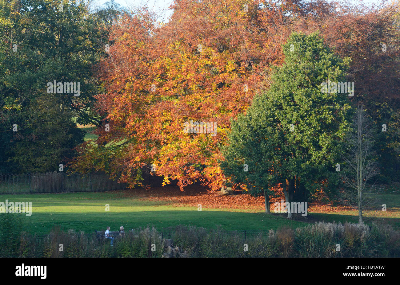 Autumn tree among green ones, Nottingham, England Stock Photo - Alamy
