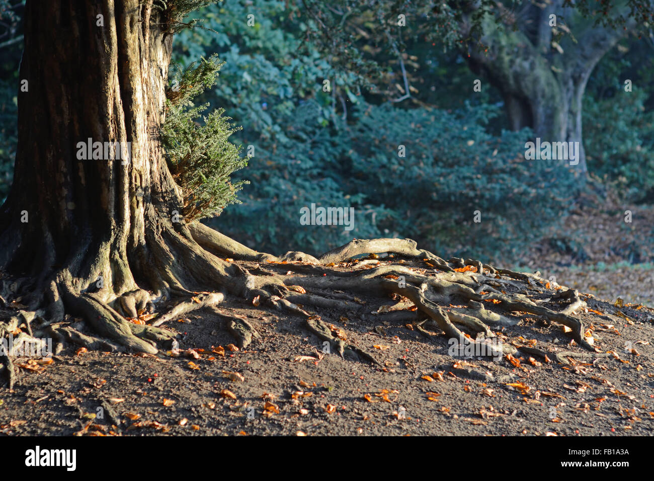 Tree exposed roots hi-res stock photography and images - Alamy