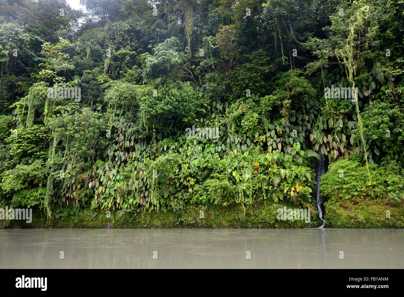 Rainforest on riverbank of Rio Andagueda, Chocó Department, Colombia ...