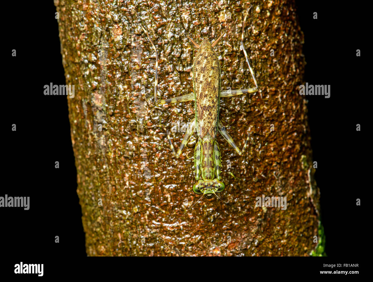 Phytomimesis, camouflage, tree Mantid (Liturgusidae), Amazon rainforest ...