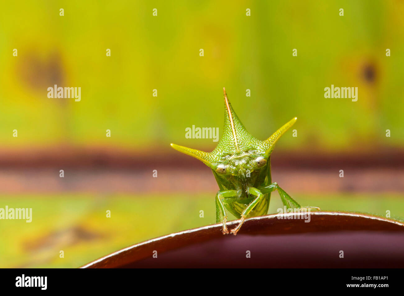 Cicadas hi-res stock photography and images - Alamy