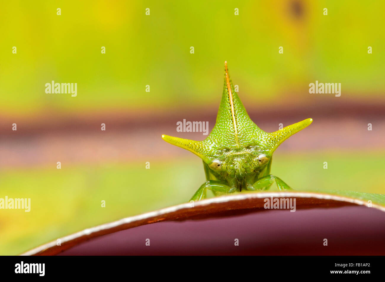 Membracidae treehopper hi-res stock photography and images - Alamy