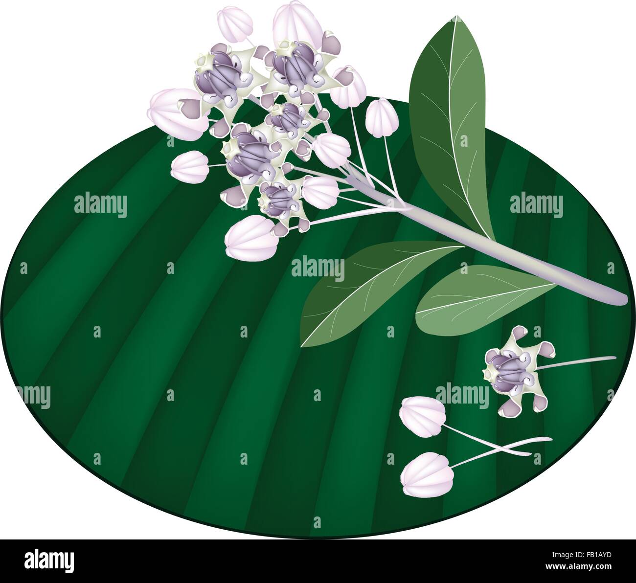 Beautiful Flower, An Illustration Group of Fresh Calotropis Gigantea ...