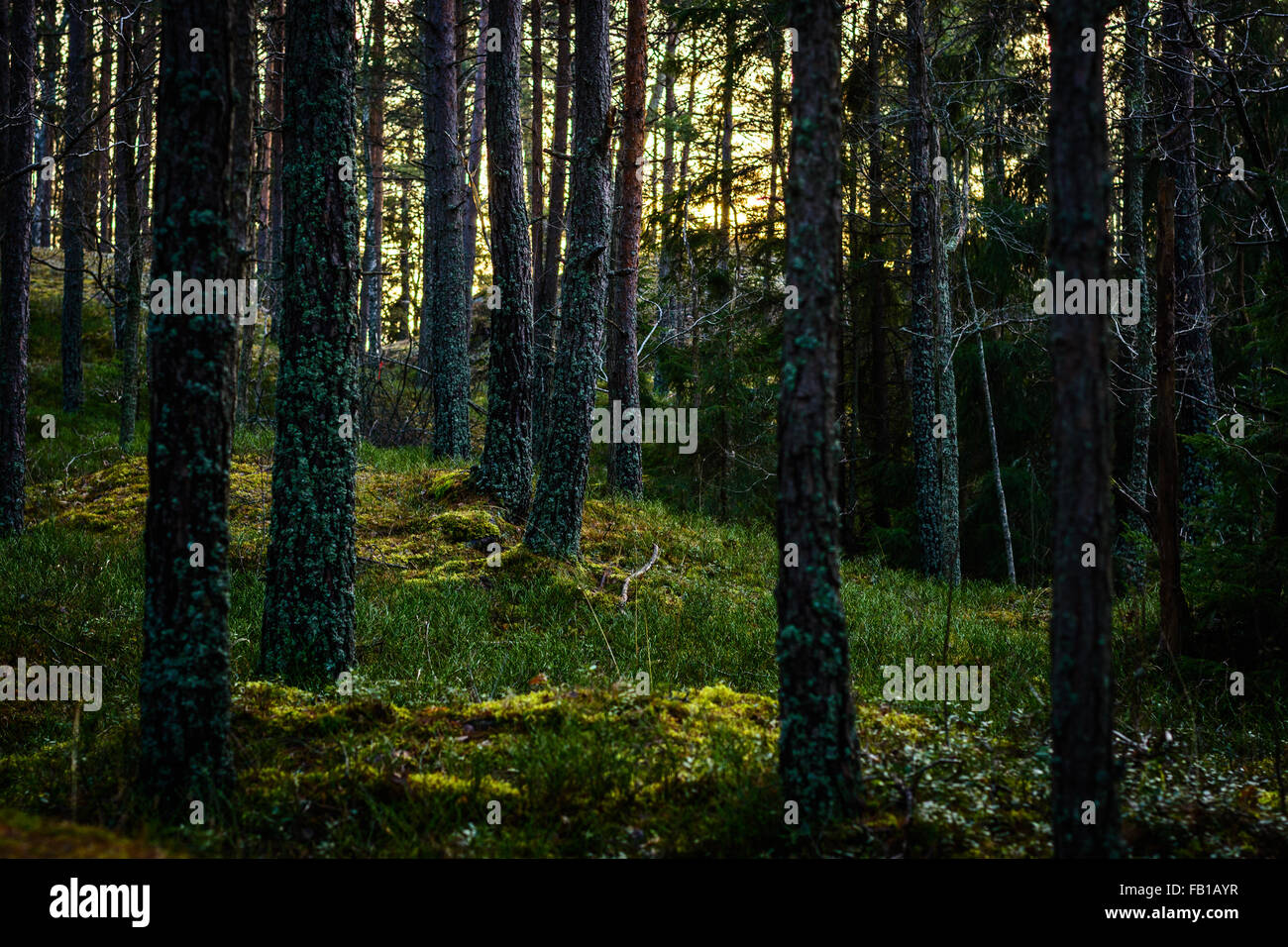 Forest from the sky hi-res stock photography and images - Alamy