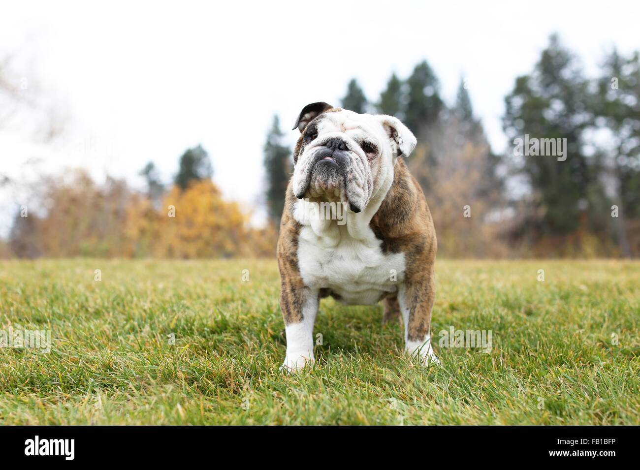 Portrait of bulldog standing on park grass Stock Photo - Alamy