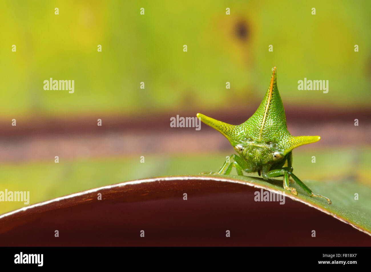 Treehopper (Alchisme grossa), humpback cicadas (Membracidae), Andean ...