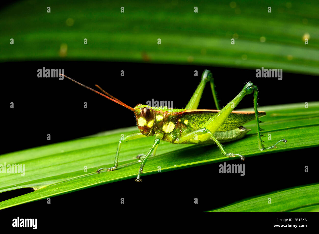Short probe cricket (Agriacris magnifica), Chocó rainforest, Ecuador ...