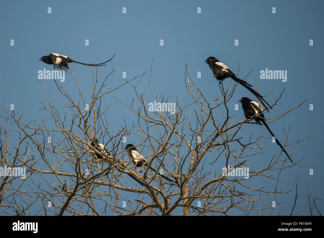 Magpie shrike or African long-tailed shrike (Urolestes melanoleucus ...