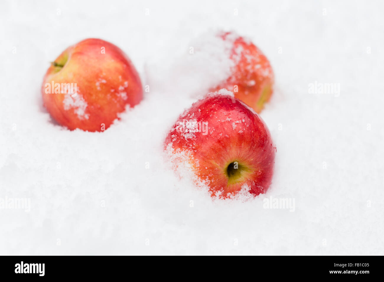 Red delicious Christmas apples resting in snow Stock Photo - Alamy
