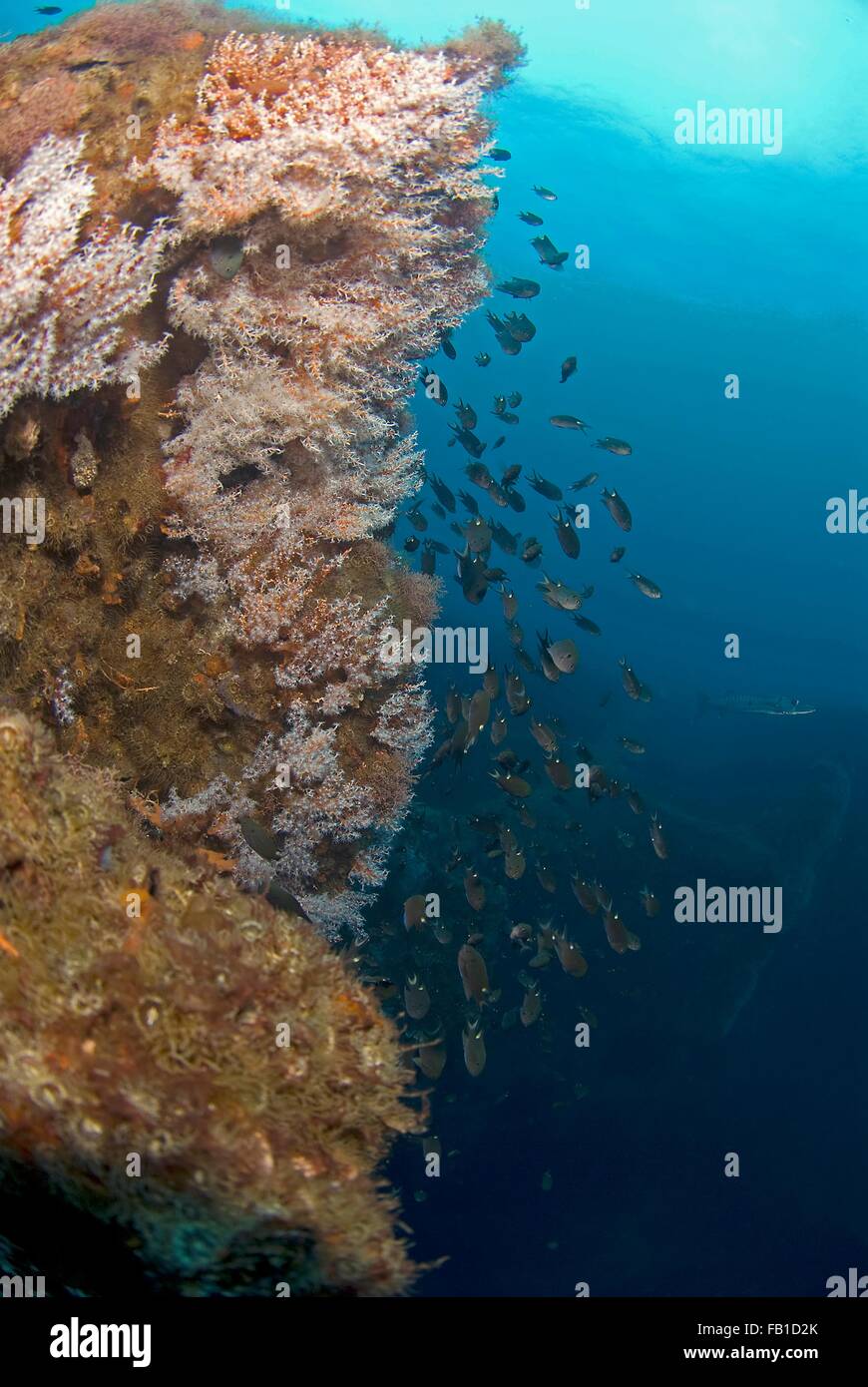 Oil rig gulf of mexico underwater hi-res stock photography and images ...