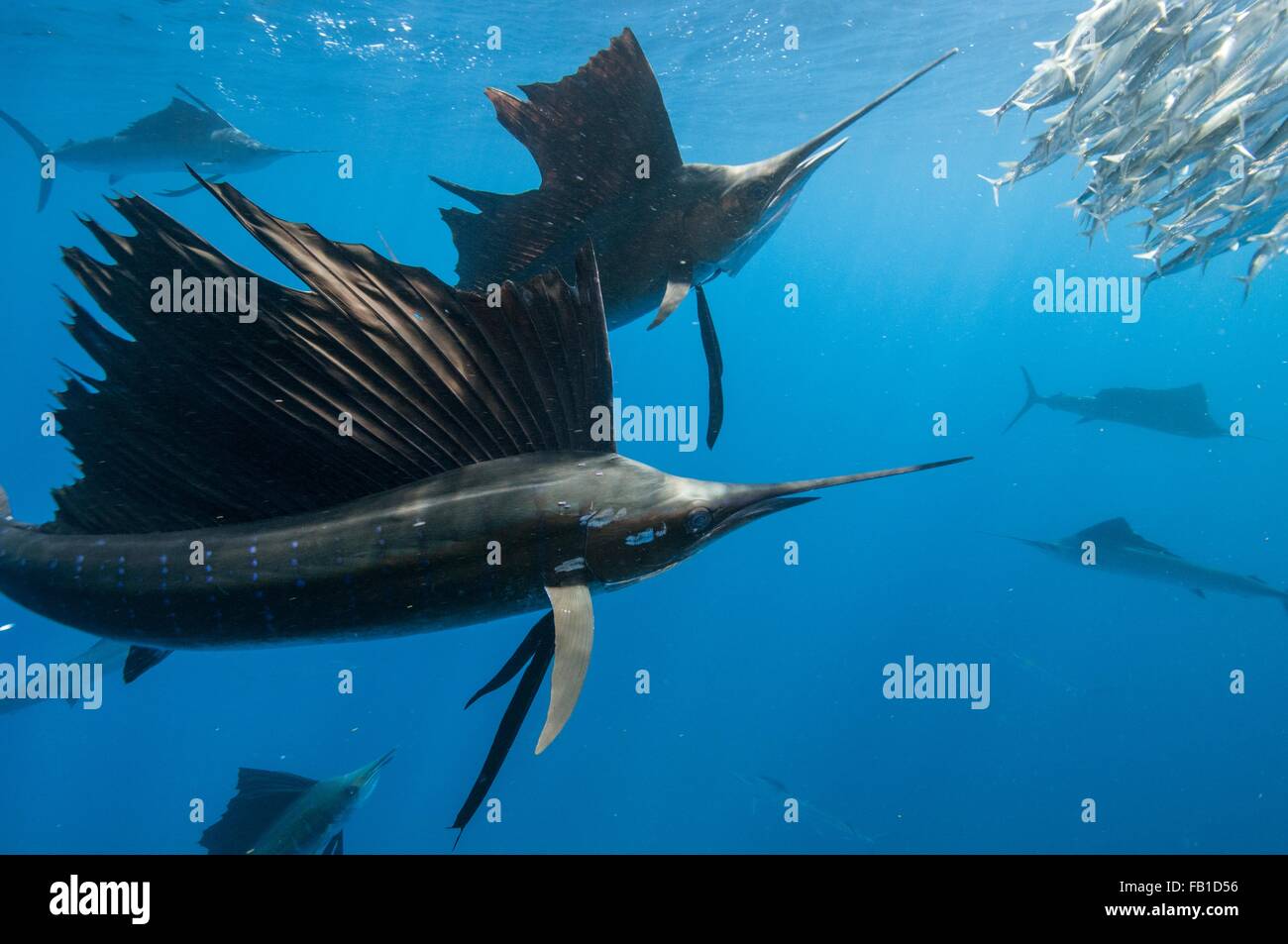 Underwater view of group of sailfish corralling sardine shoal toward ...
