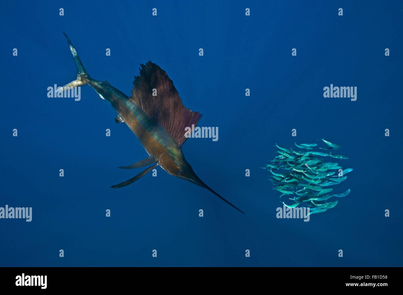 Sailfish swimming hi-res stock photography and images - Alamy