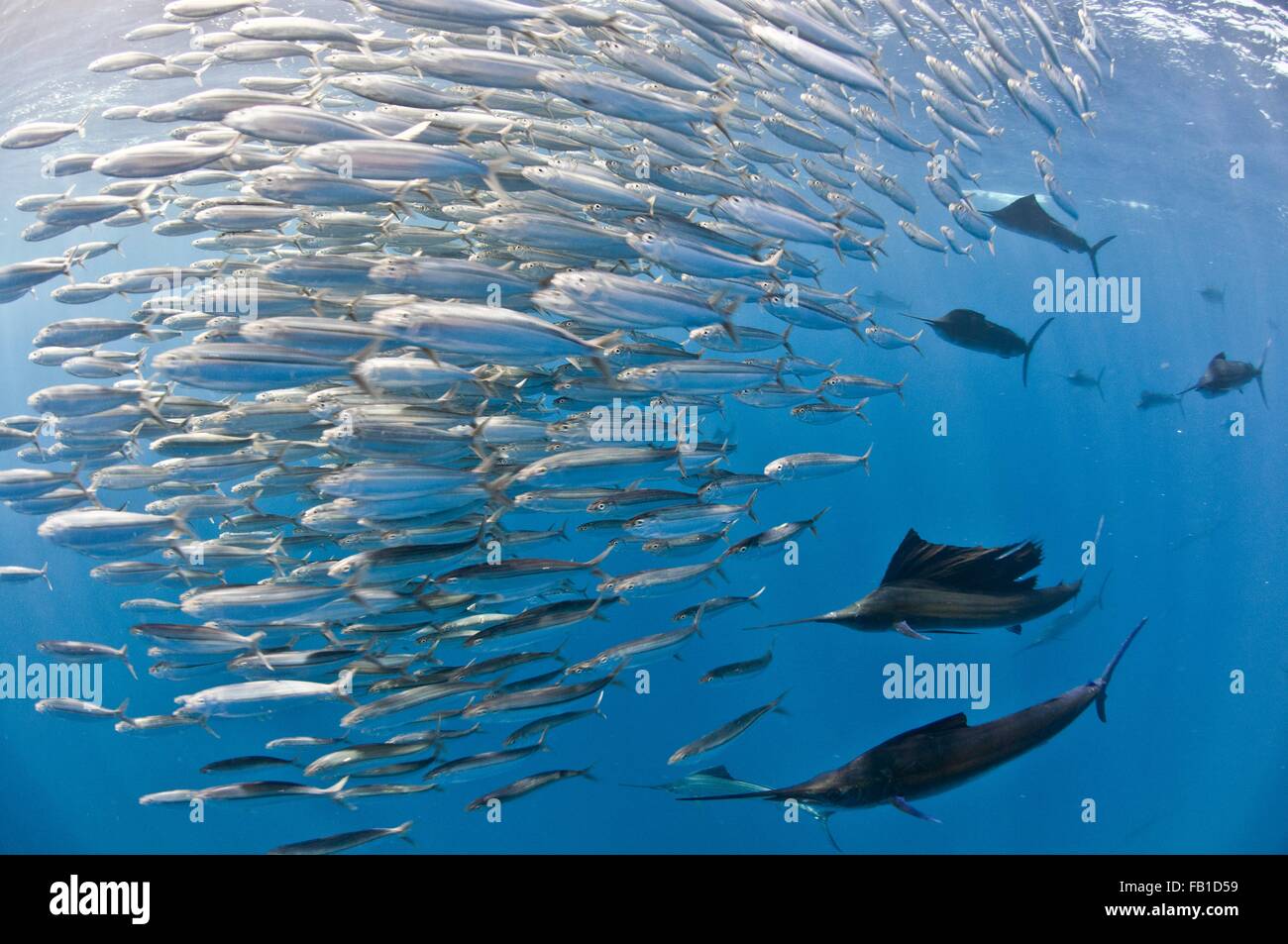 Underwater view of group of sailfish corralling large sardine shoal ...