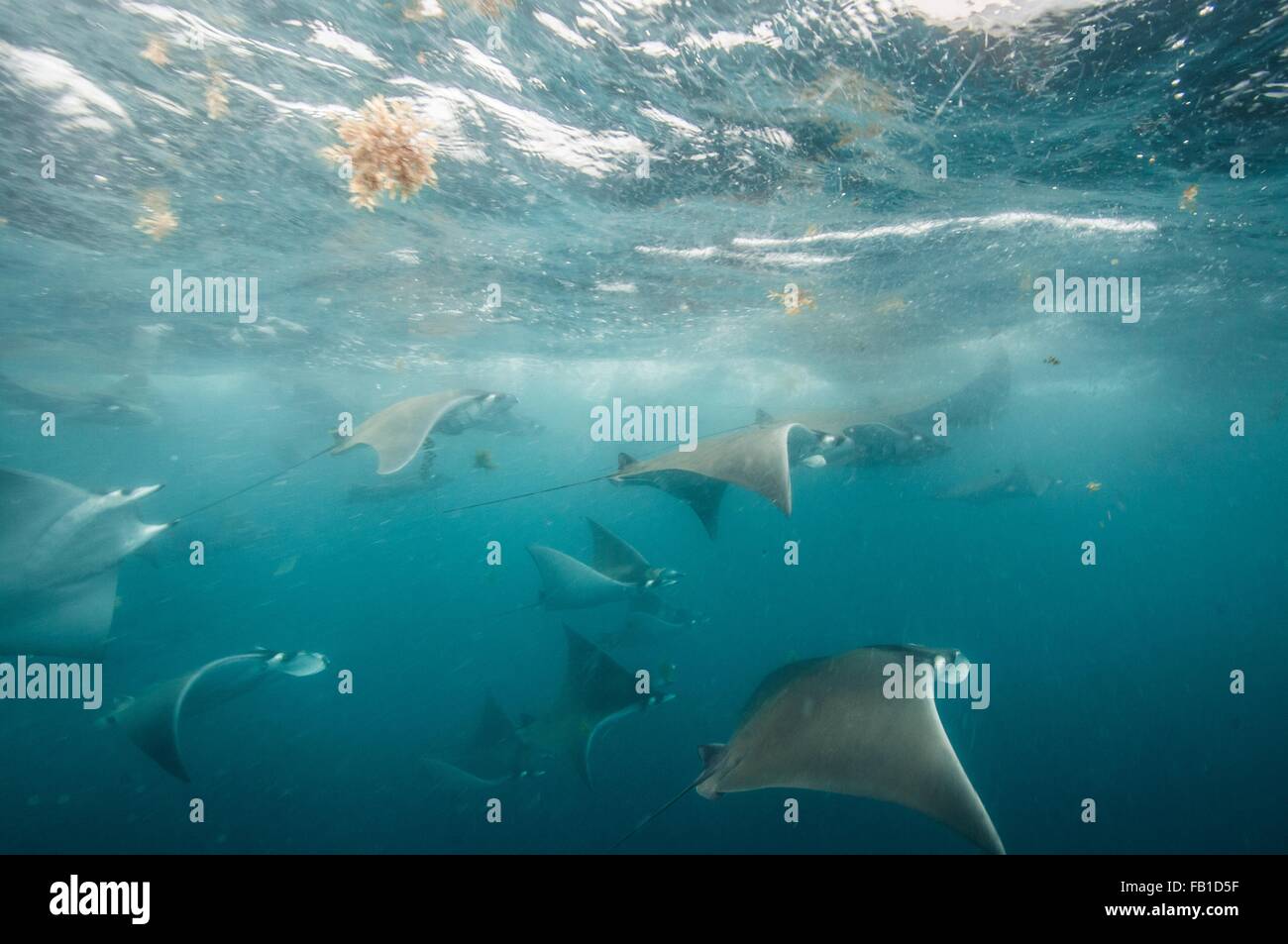 Rays Fish High Resolution Stock Photography and Images - Alamy