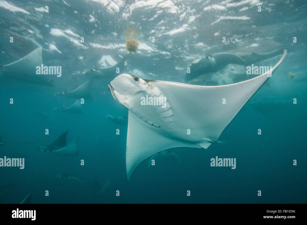 Rays Fish High Resolution Stock Photography and Images - Alamy
