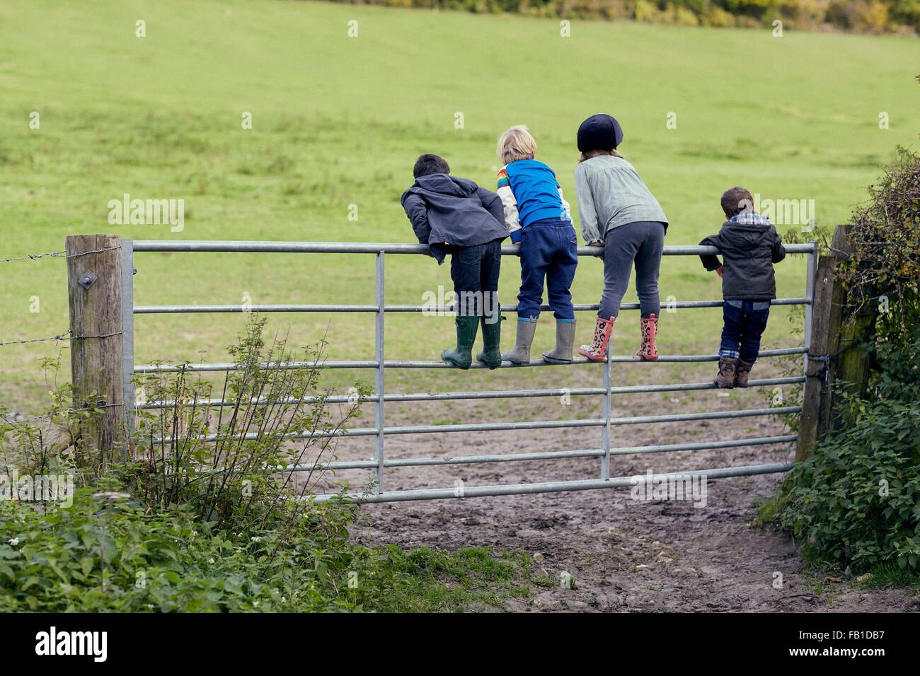 Rear view of four young children standing on gate looking out to field ...
