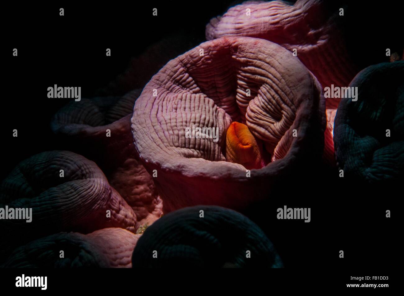Underwater Extreme Close Up View Of Open Coral Polyp During Night Dive